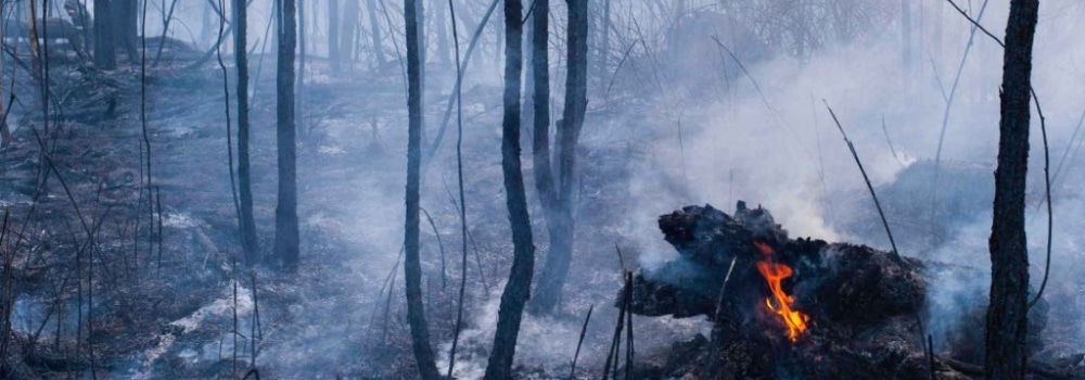 Your Body’s Inflammation Bushfire - Geelong Osteopaths